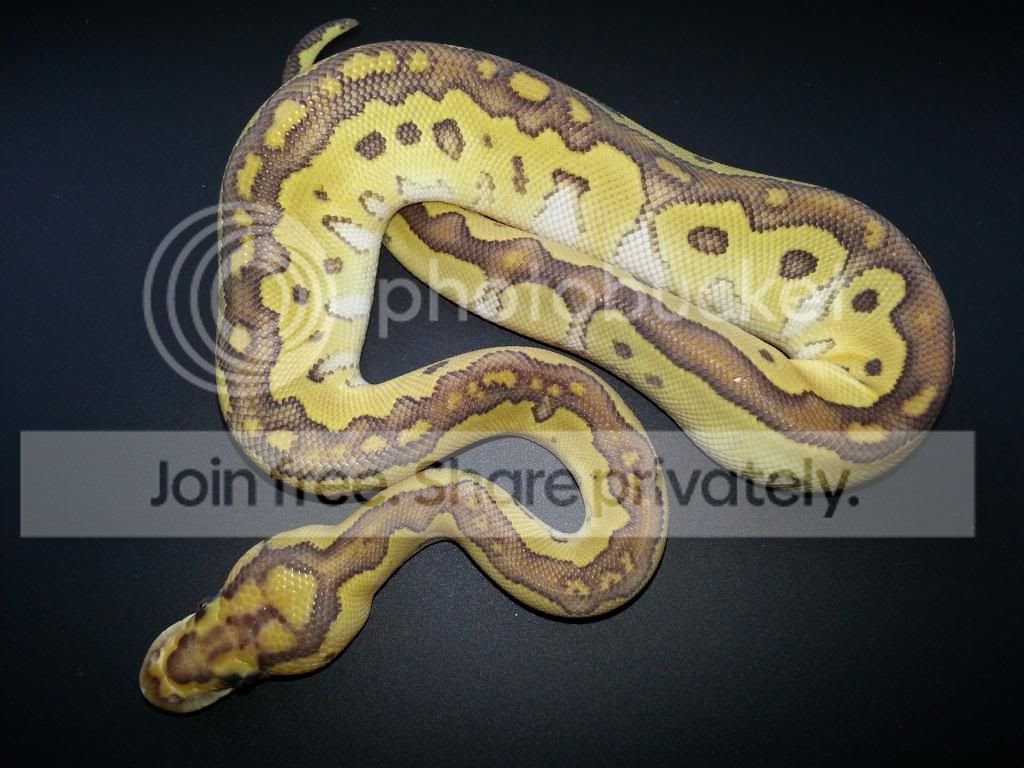 Clowns clowns clowns... | Reptile Forums