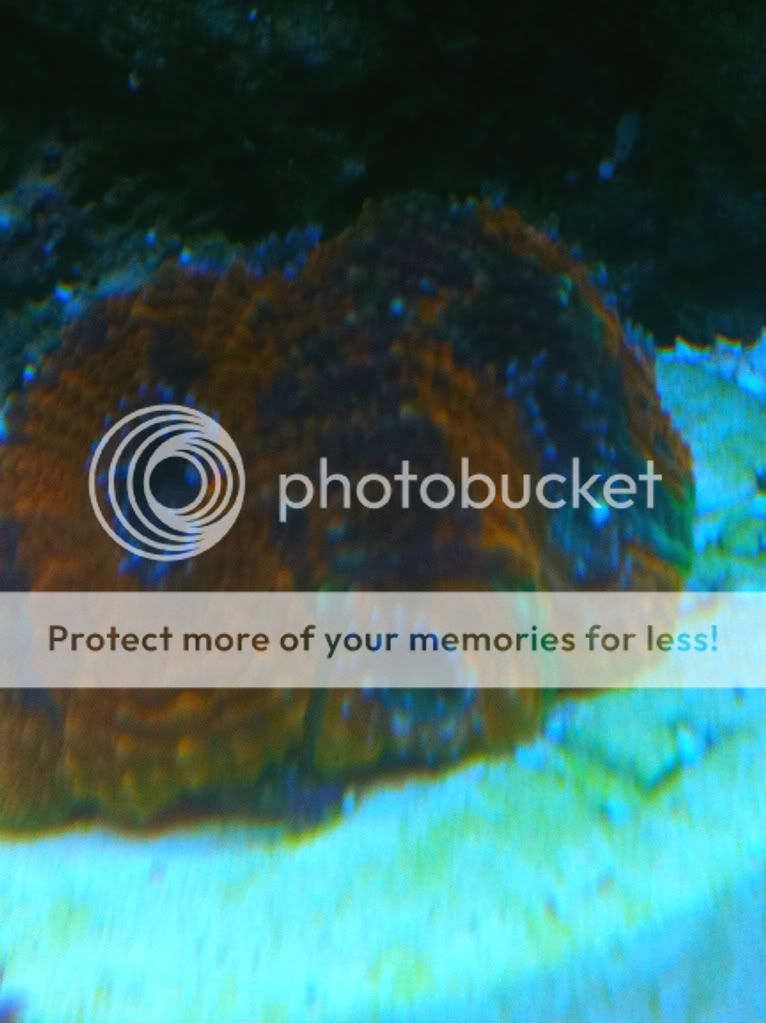 Acan Show-Off Thread: Echinata, Rotundoflora, Maxima, Hillae ...